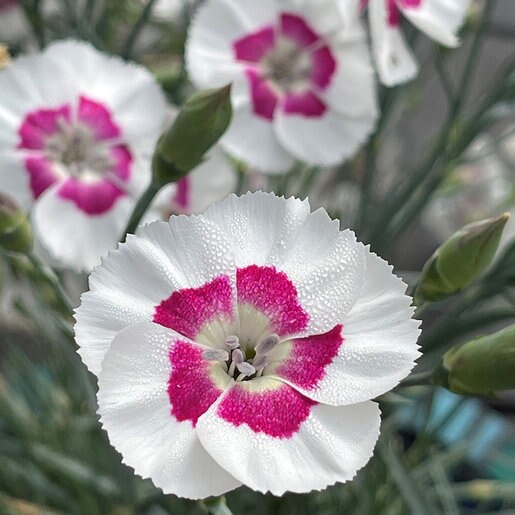 Dianthus X American Pie Berry a la Mode Pinks | SiteOne
