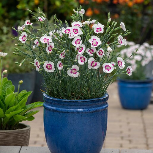 Dianthus X American Pie Berry a la Mode Pinks | SiteOne