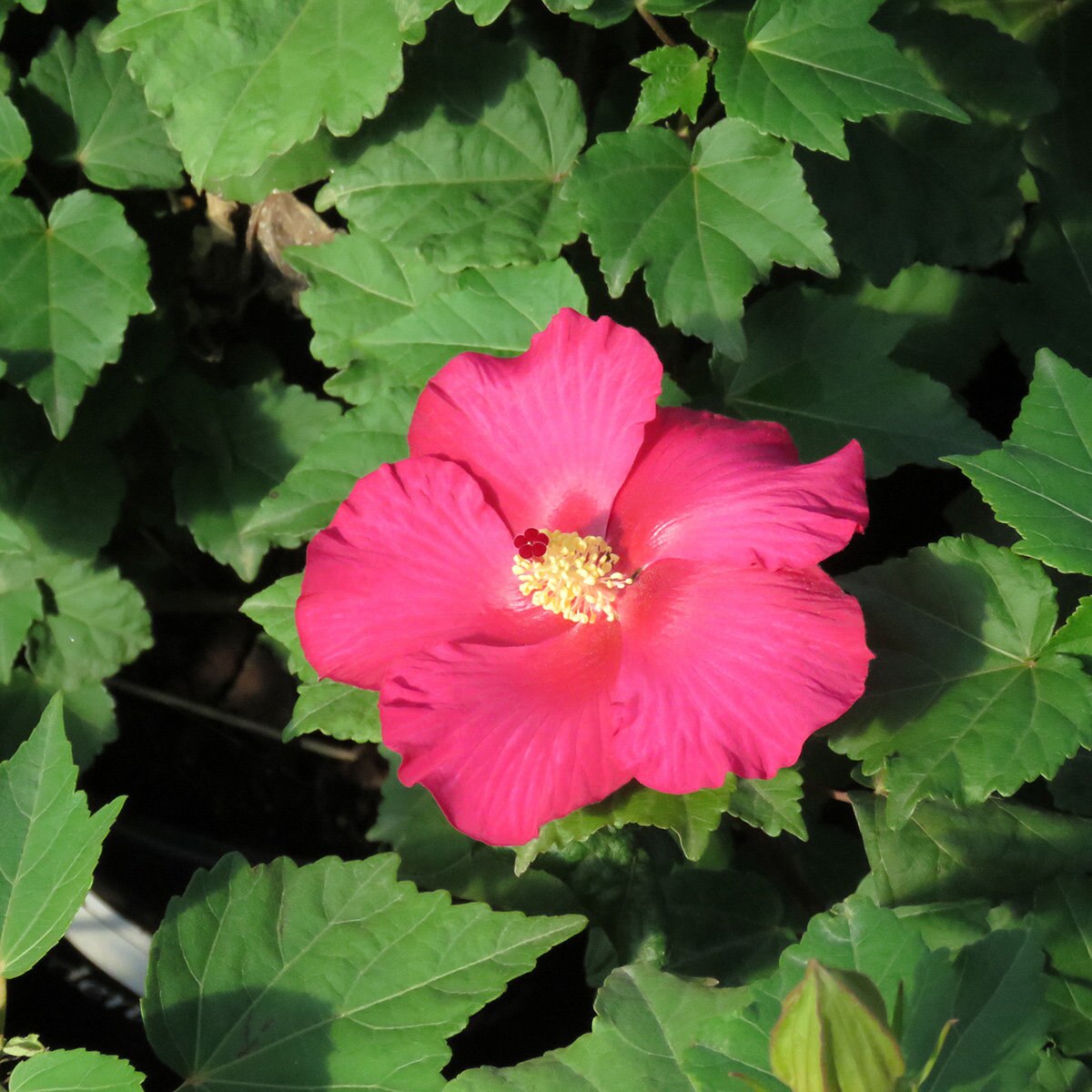 Hibiscus X Big Hit Red Hardy Hibiscus | SiteOne