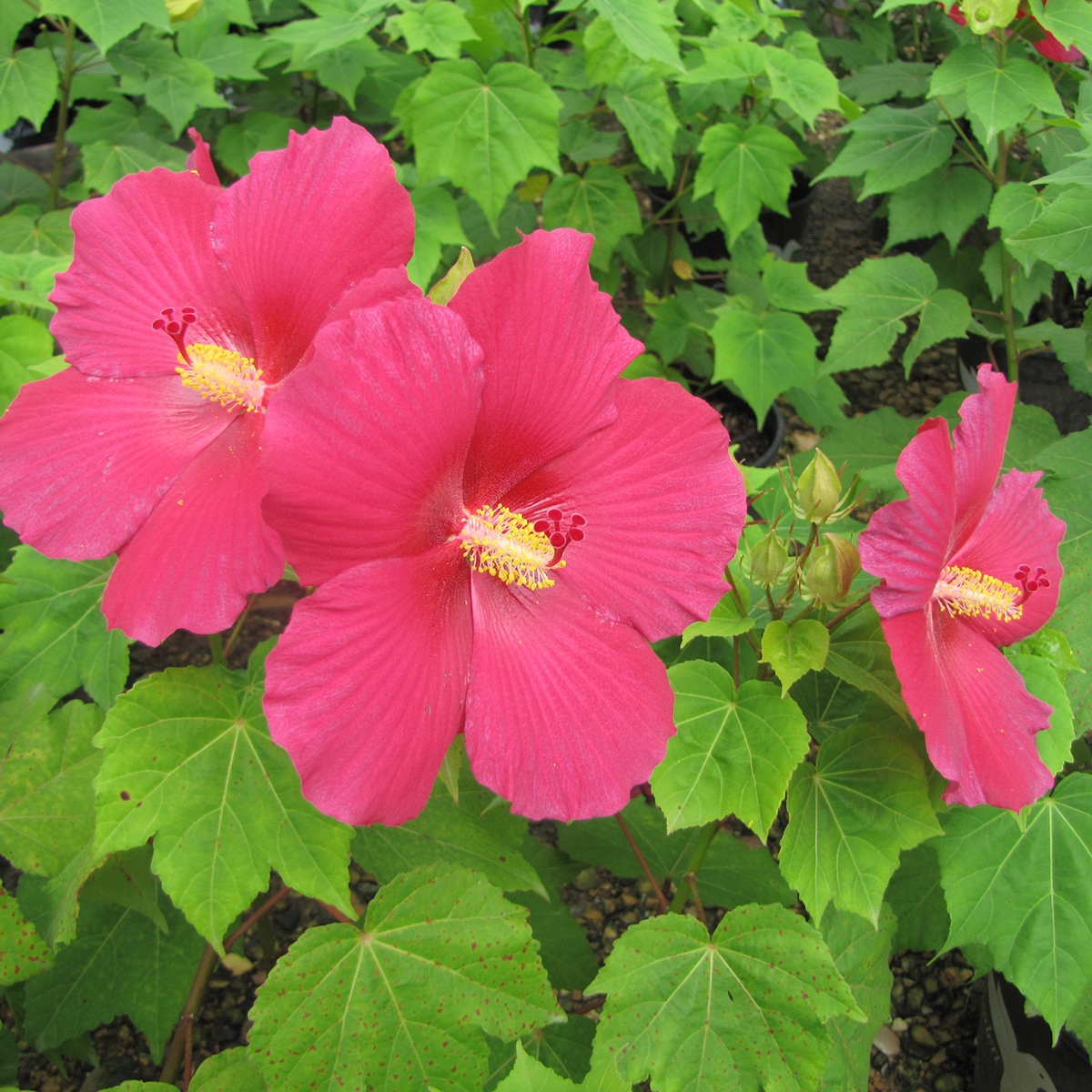 Hibiscus X Big Hit Red Hardy Hibiscus | SiteOne
