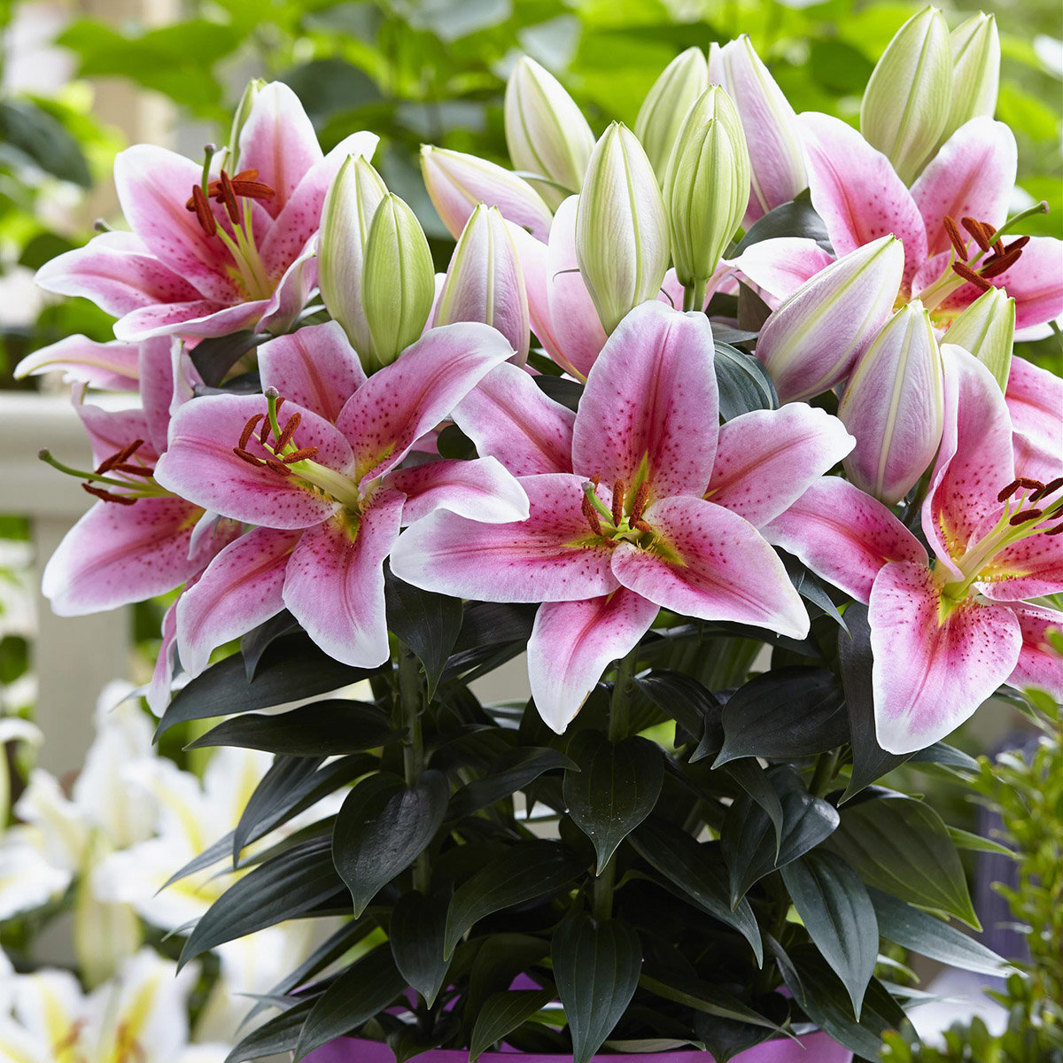 Lilium X Romance First Oriental Lily | SiteOne