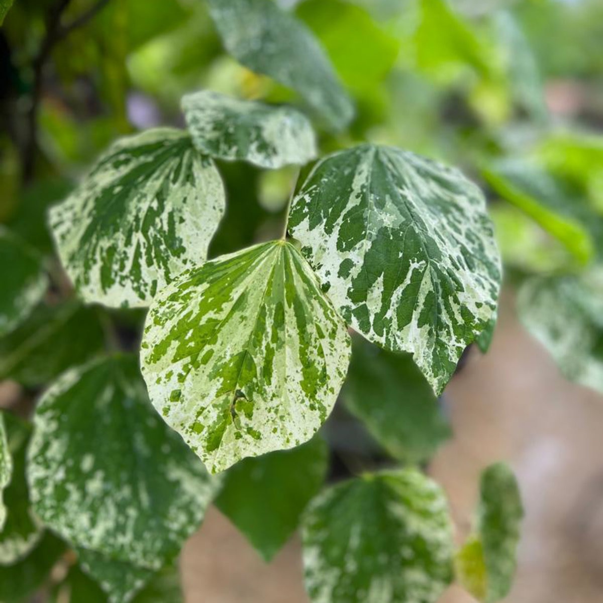 Ficus Carica Little Ruby Dwarf Hardy Red Fig | SiteOne