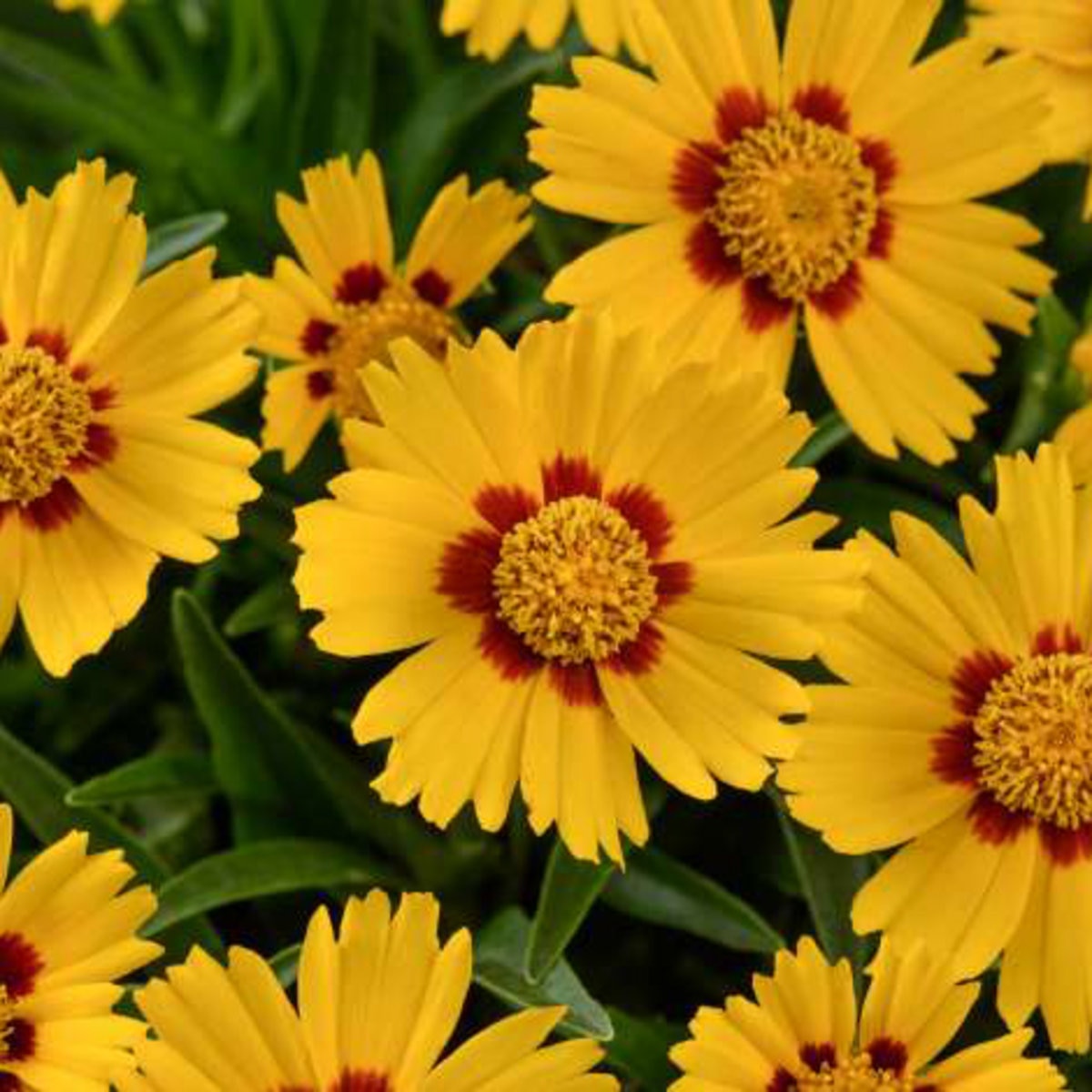 Coreopsis Grandiflora Solanna Bright Touch Tickseed | SiteOne