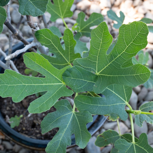 Ficus Carica Olympian Fig | SiteOne