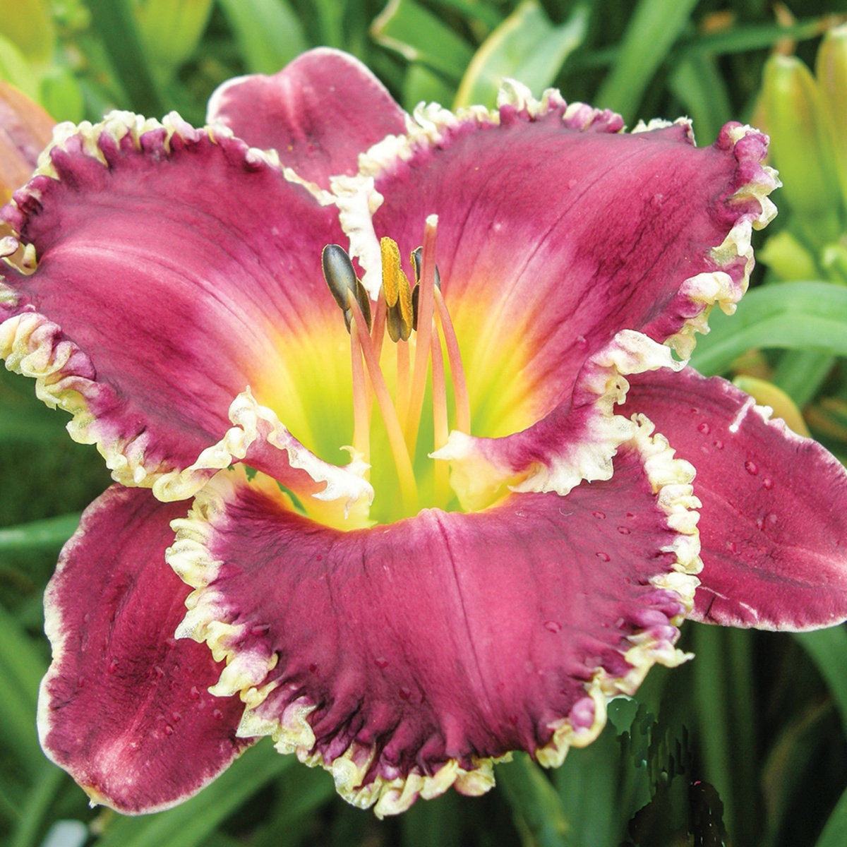 Hemerocallis X Bettylen Daylily | SiteOne