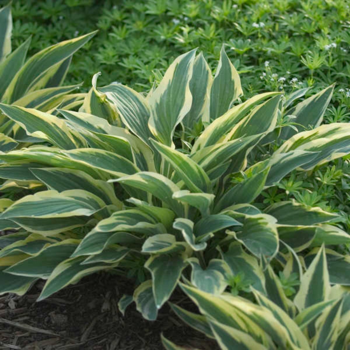 Hosta X Lakeside Dragonfly Plantain Lily | SiteOne