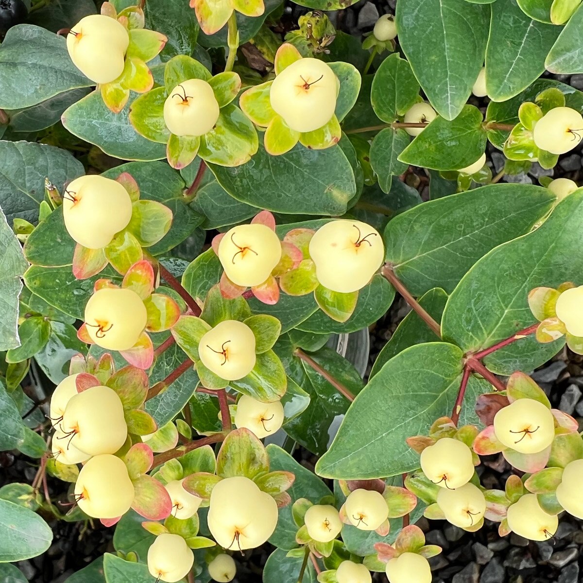 Hypericum X Inodorum FloralBerry Champagne St. Johns Wo | SiteOne