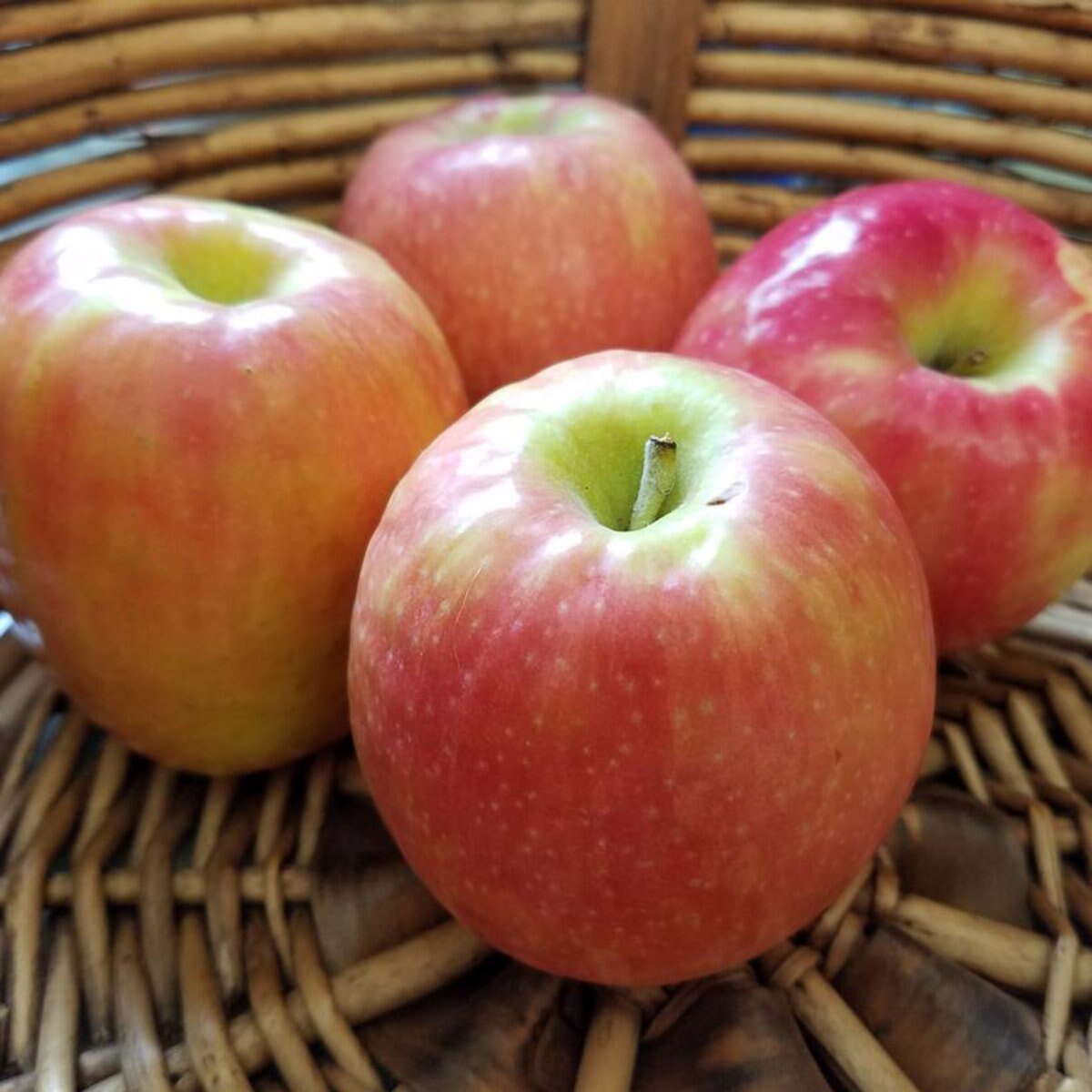 Malus Pumila Ozark Gold Apple | SiteOne