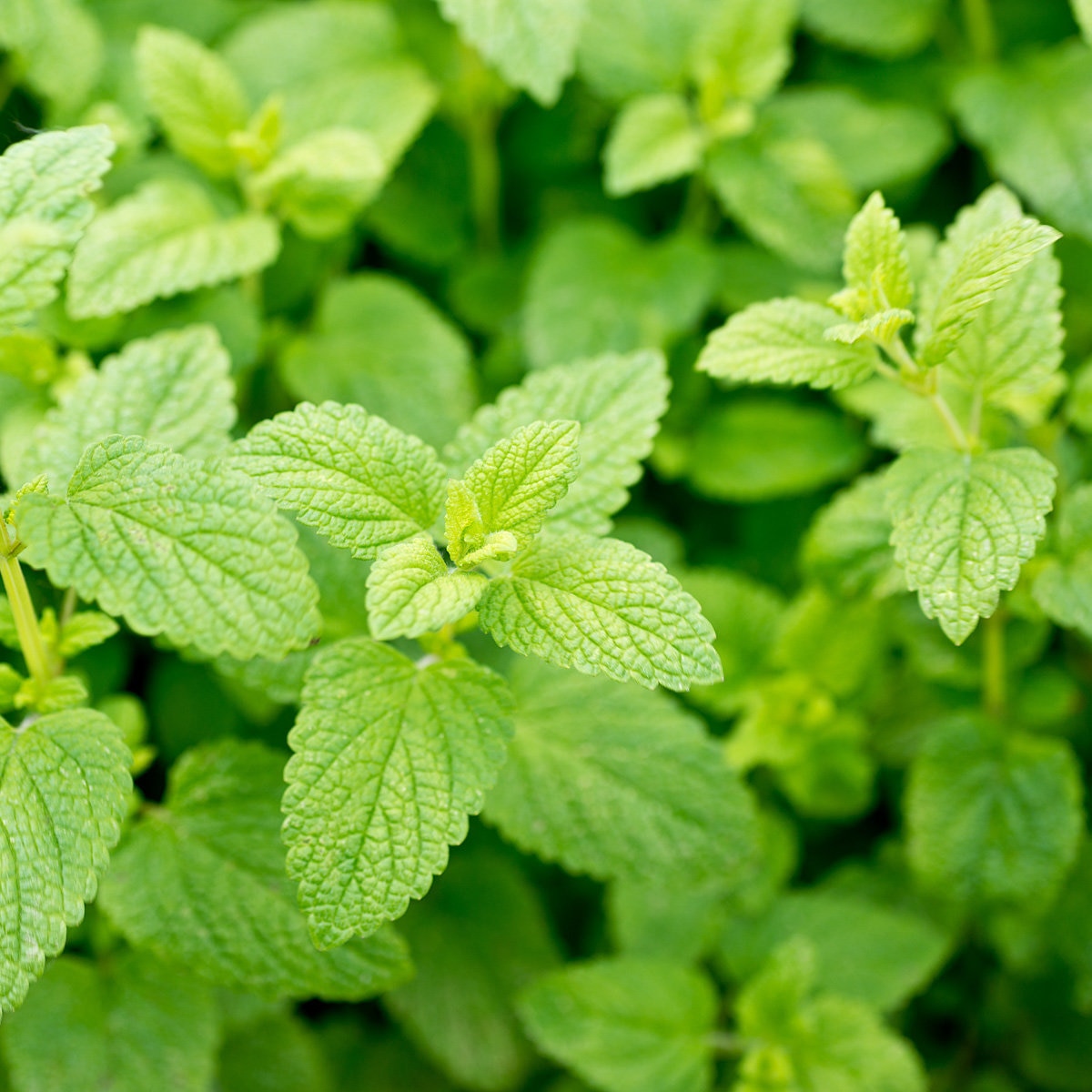 Melissa Officinalis Lemon Balm | SiteOne