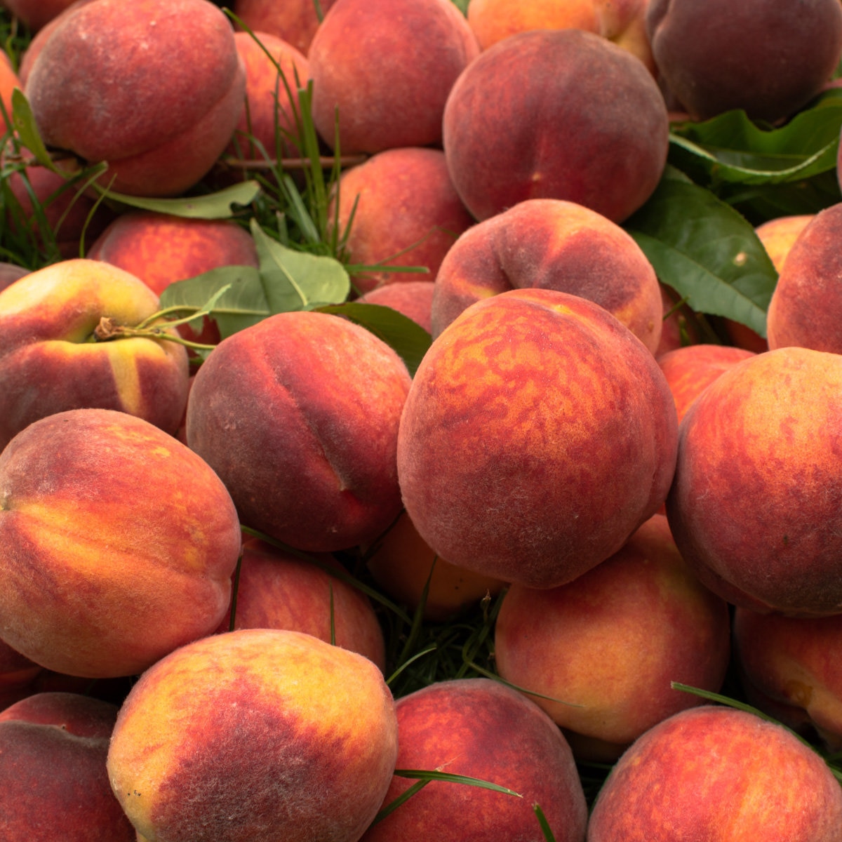 Prunus Persica Harvester Peach | SiteOne