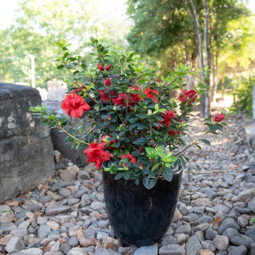 Rhododendron X ReBloom Ruby Starburst Azalea | SiteOne