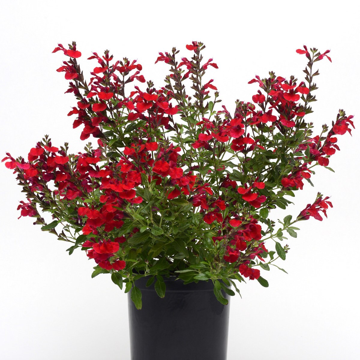 Salvia Greggii Mirage Cherry Red Autumn Sage | SiteOne