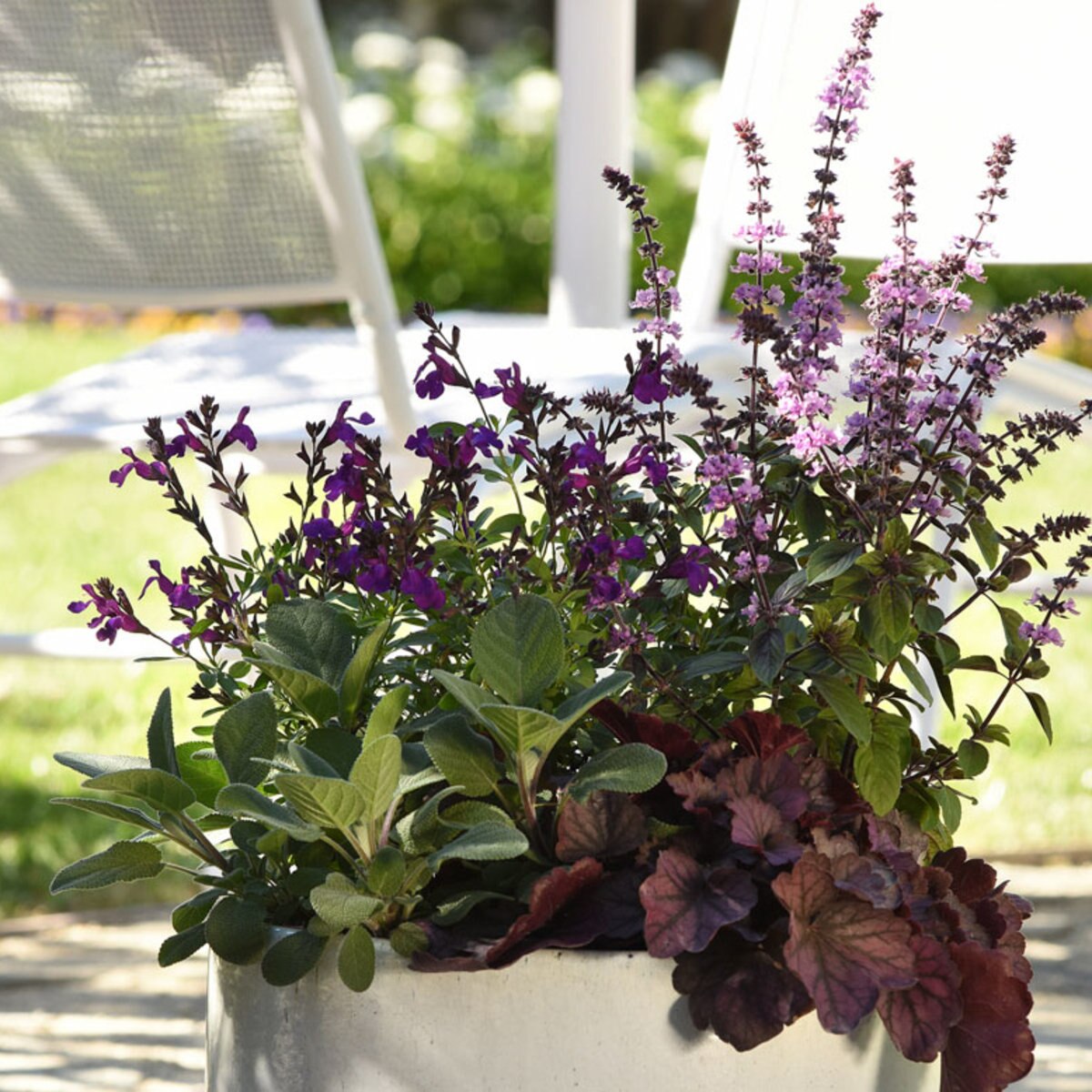 Salvia Greggii Mirage Deep Purple Autumn Sage | SiteOne