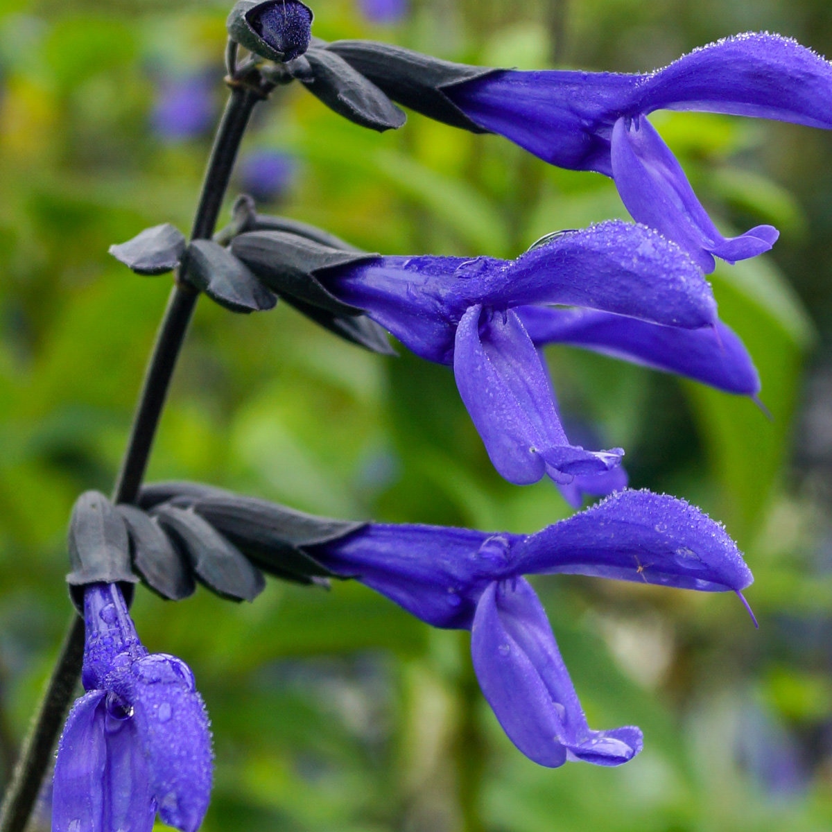 Salvia Guaranitica Black & Bloom Anise-Scented Sage | SiteOne
