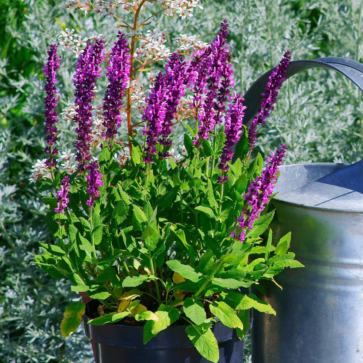 Salvia Nemorosa Sensation Deep Rose Meadow Sage | SiteOne