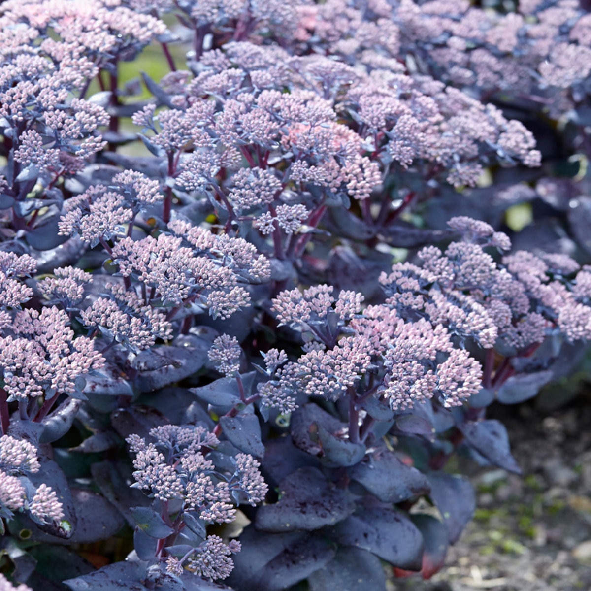 Sedum X Mojave Jewels Sapphire Stonecrop | SiteOne