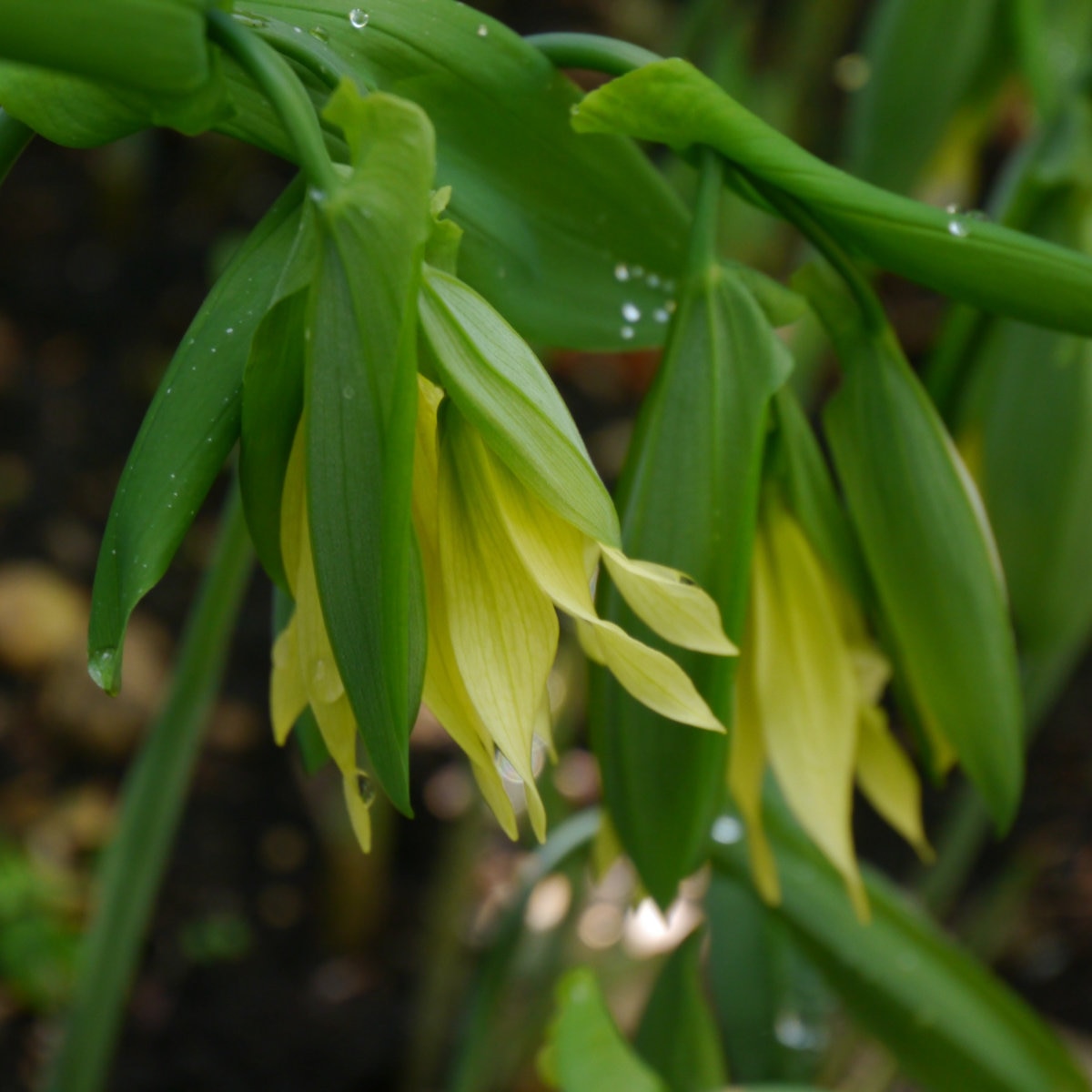 Uvularia Grandiflora Large-Flowered Bellwort | SiteOne
