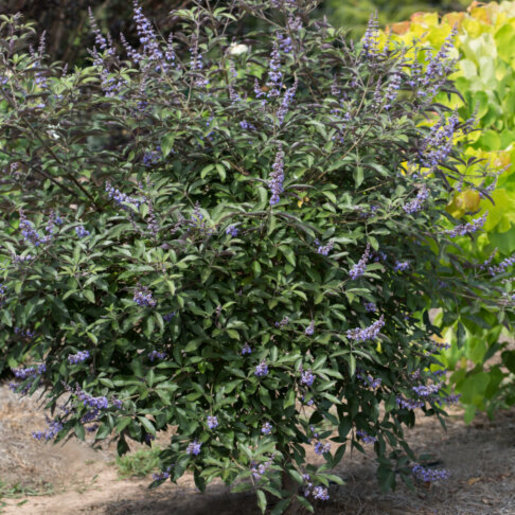 Vitex Angus-Castus Flip Side Chastetree | SiteOne