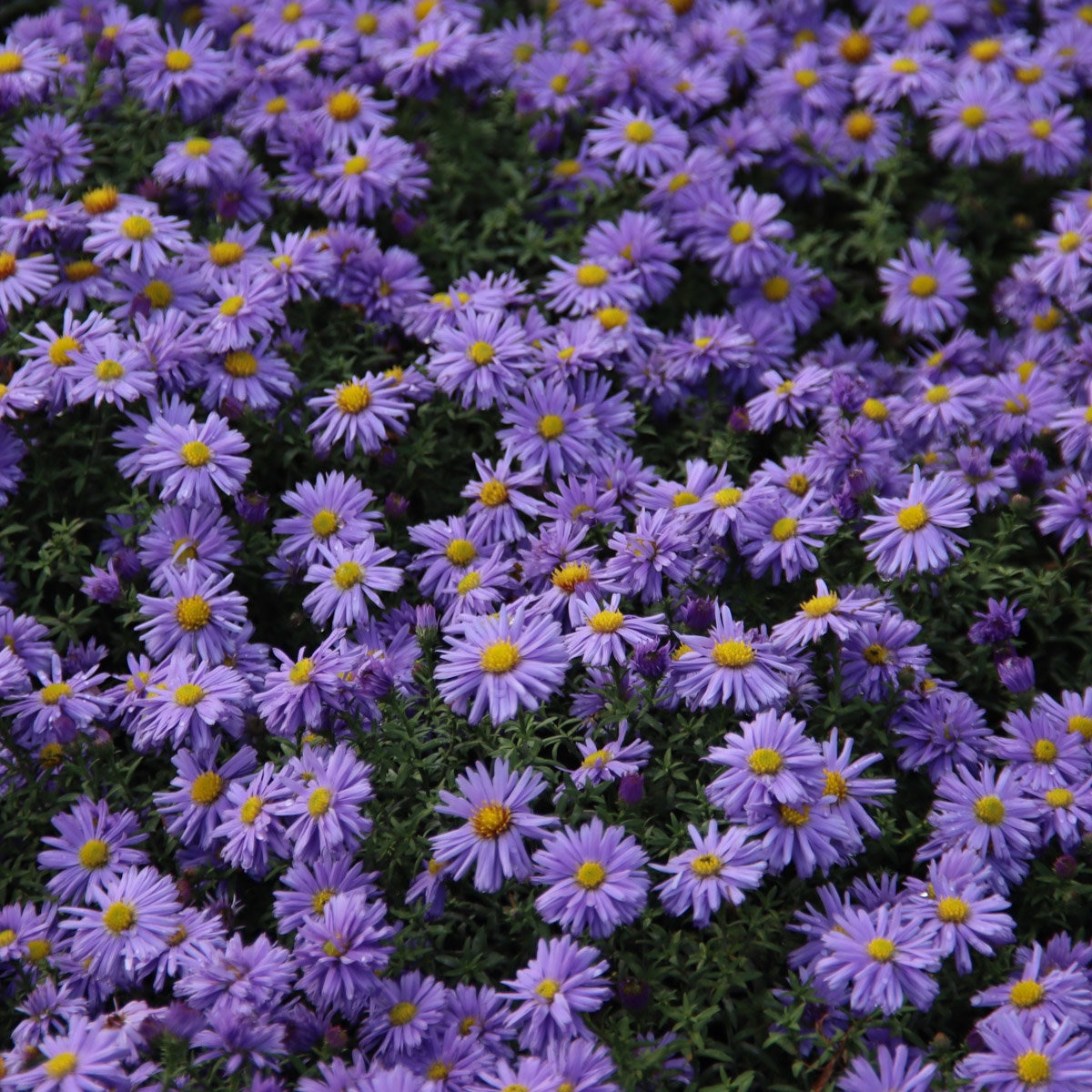 Aster Novi-Belgii Lady in Blue New York Aster | SiteOne