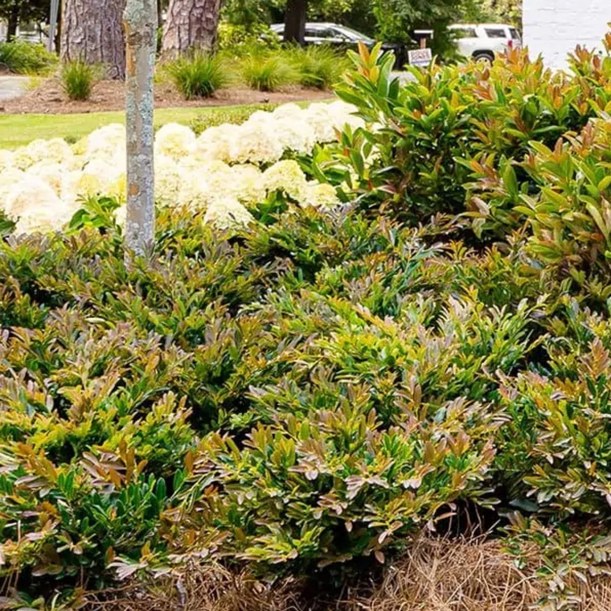 Distylium X Cast in Bronze Distylium | SiteOne