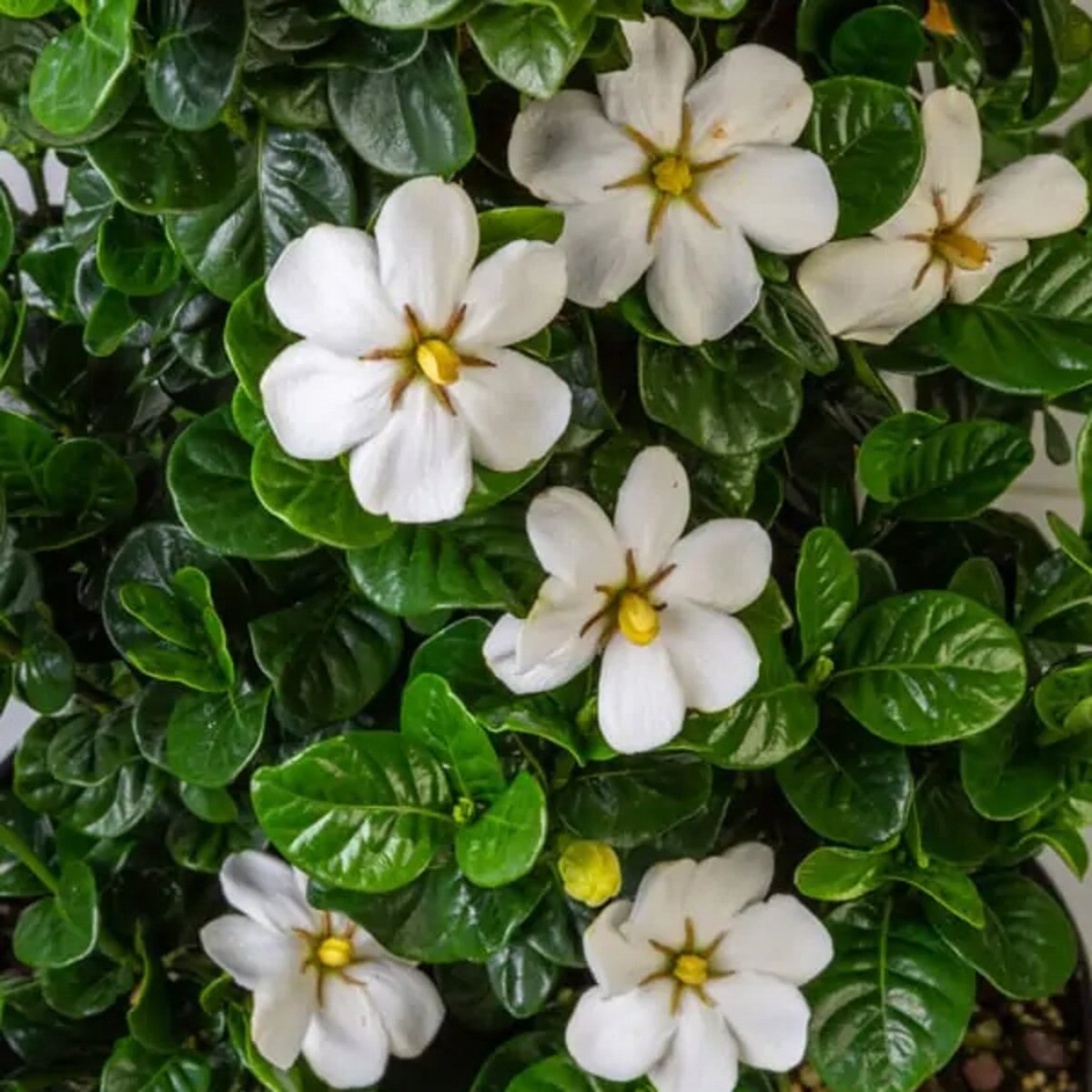 Gardenia X Diamond Spire Cape Jasmine | SiteOne