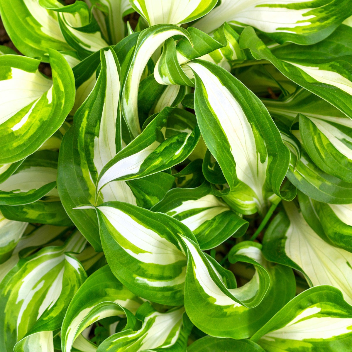 Hosta Undulata Mediovariegata Plantain Lily | SiteOne