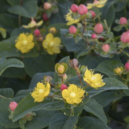 Hypericum X Inodorum FloralBerry Pinot St. Johns Wort | SiteOne