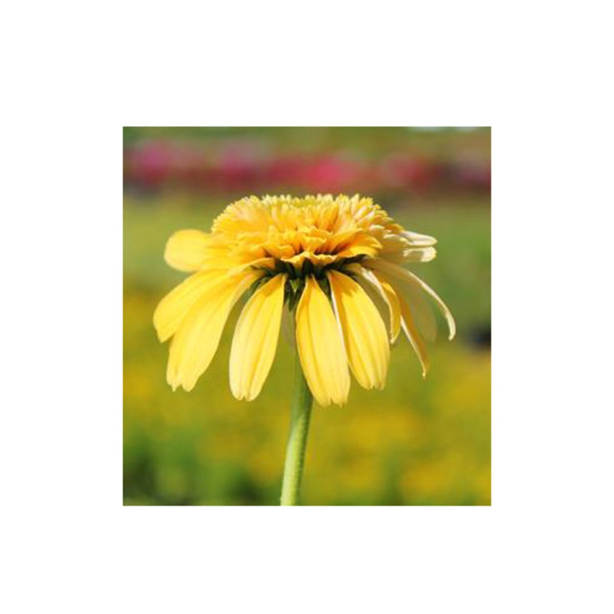 Echinacea Purpurea Cone-Fections Lemon Drop Coneflower | SiteOne
