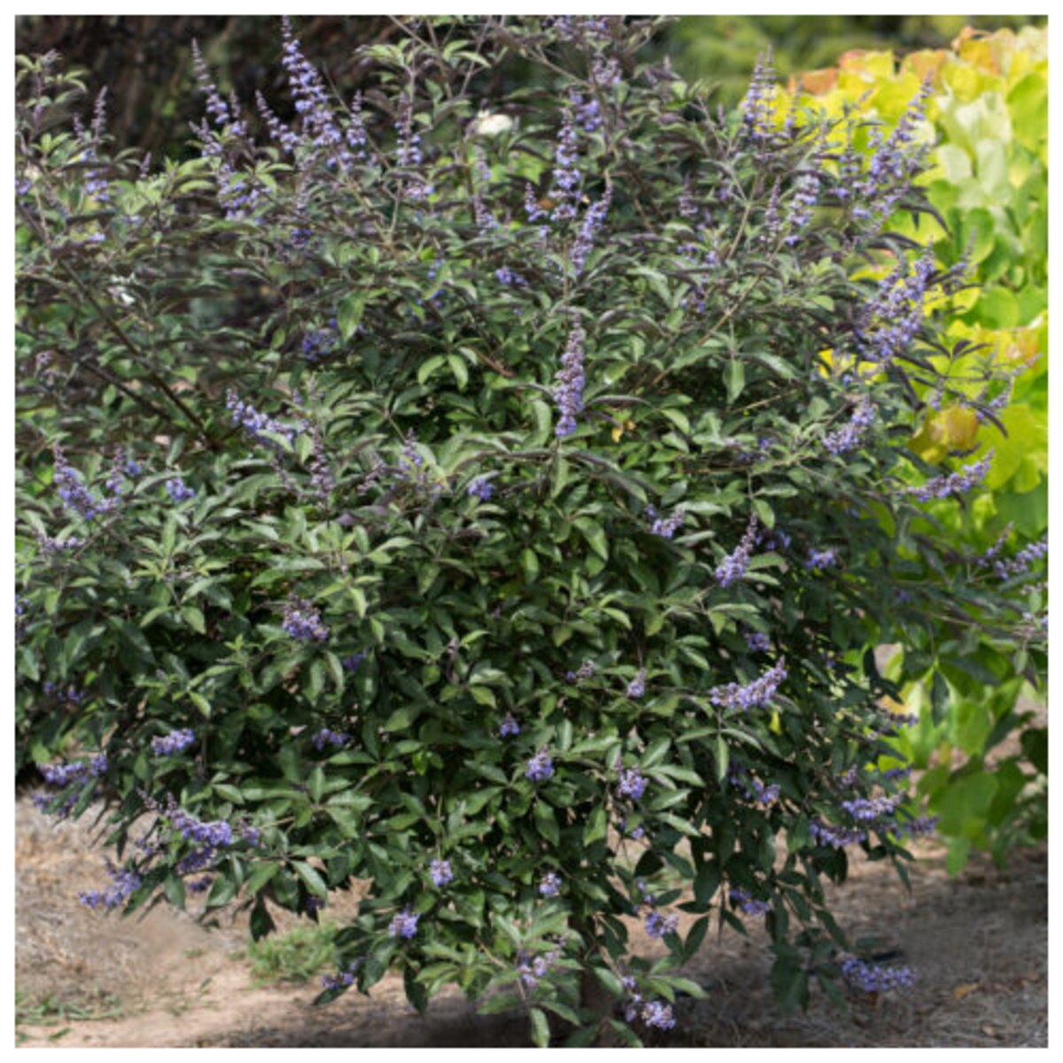 Vitex Angus-Castus Flip Side Chastetree | SiteOne