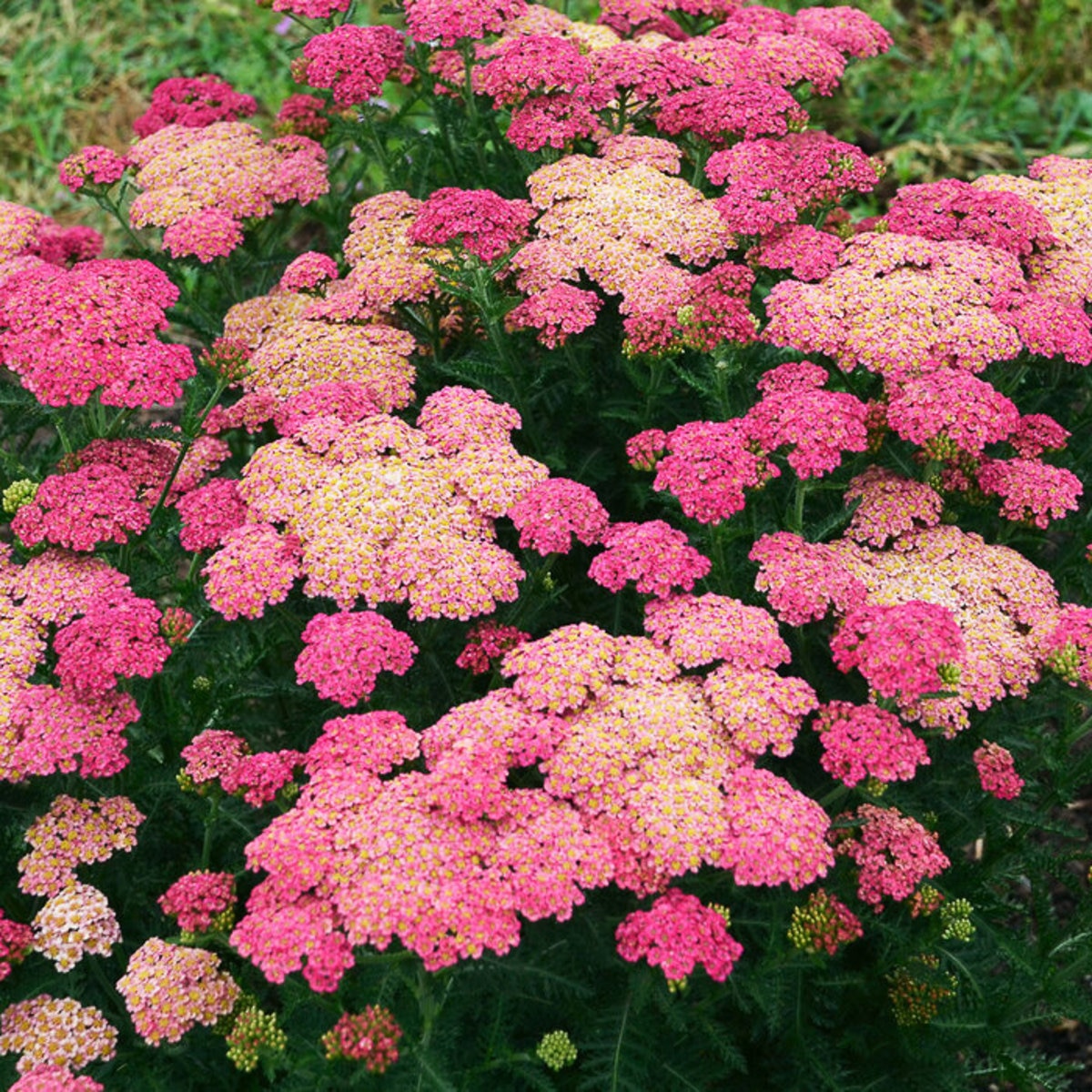 Achillea X Sassy Summer Taffy Yarrow | SiteOne