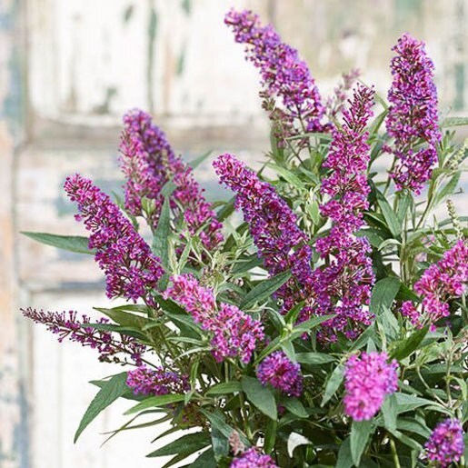 Buddleia Davidii Butterfly Towers Magenta Butterfly Bus | SiteOne