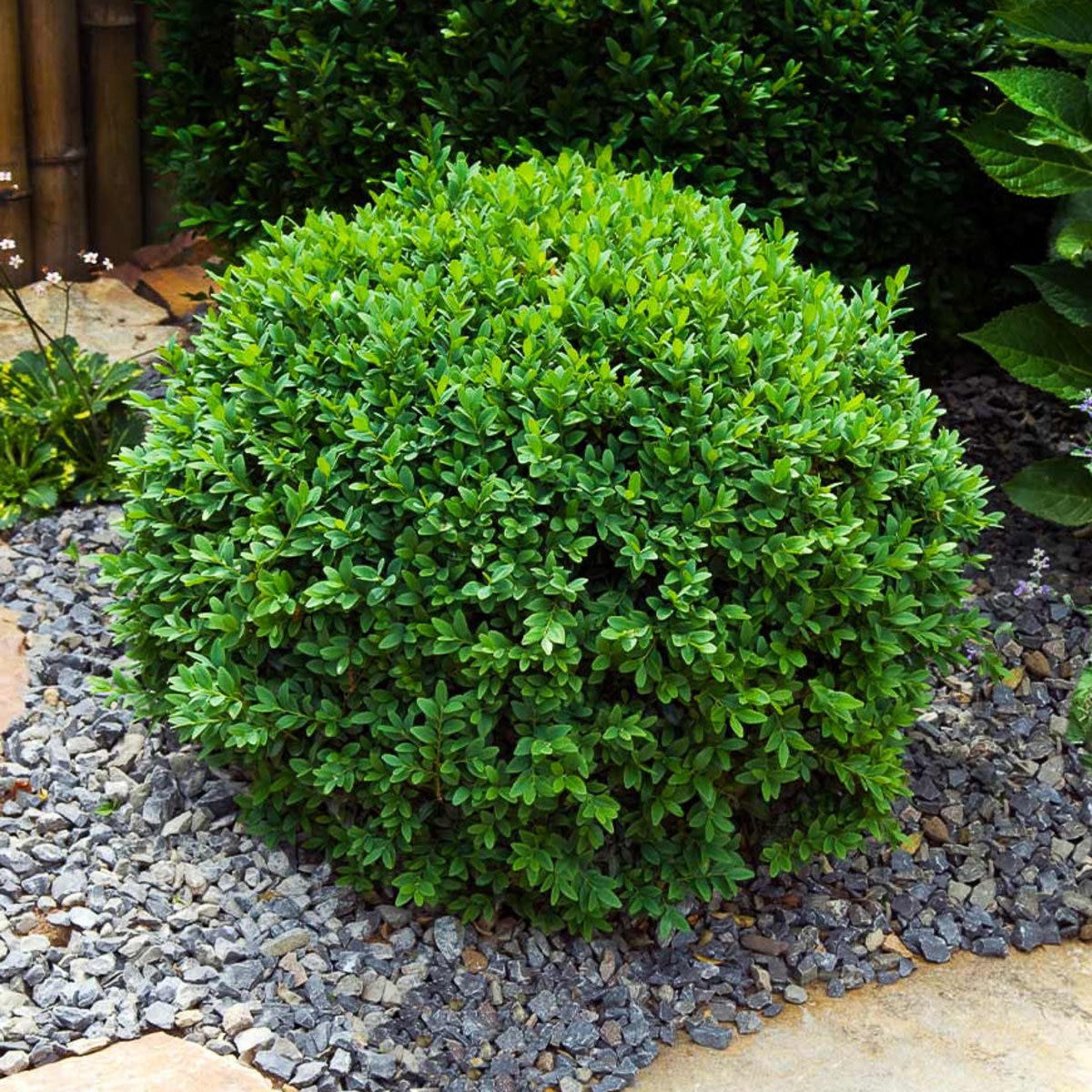 Buxus Sinica var. Insularis Franklins Gem Korean Boxwoo | SiteOne