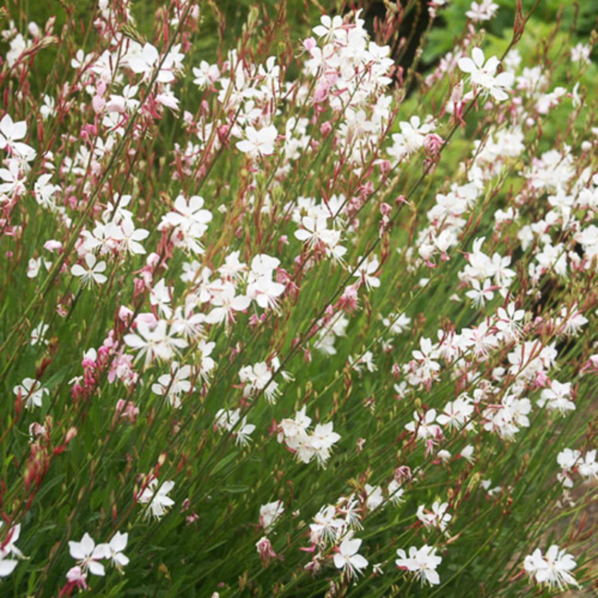 Gaura Lindheimeri Whirling Butterflies Guara | SiteOne