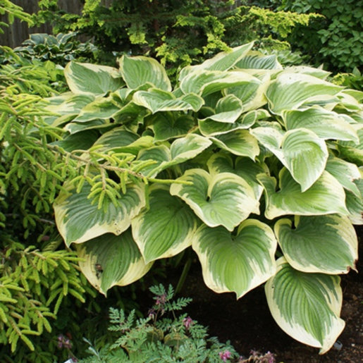 Hosta Victory Plantain Lily | SiteOne