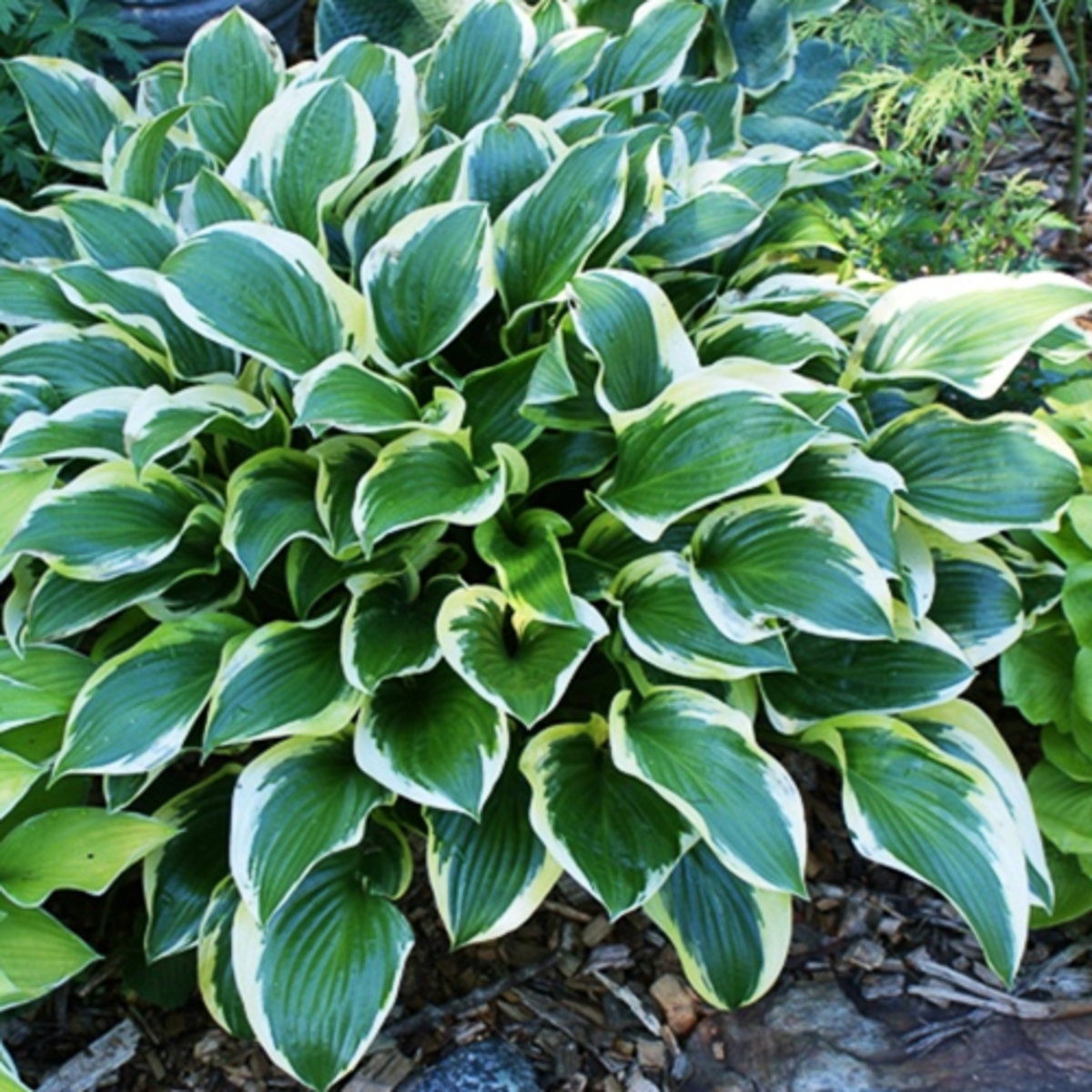 Hosta X Queen Josephine Plantain Lily | SiteOne