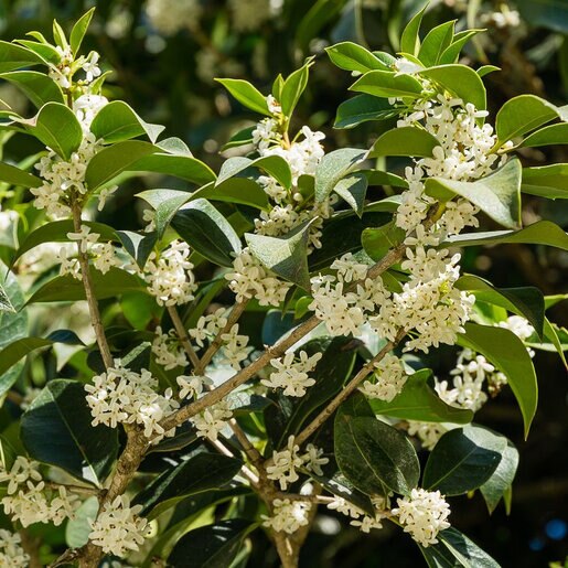 Osmanthus X Fortunei Tea Olive | SiteOne
