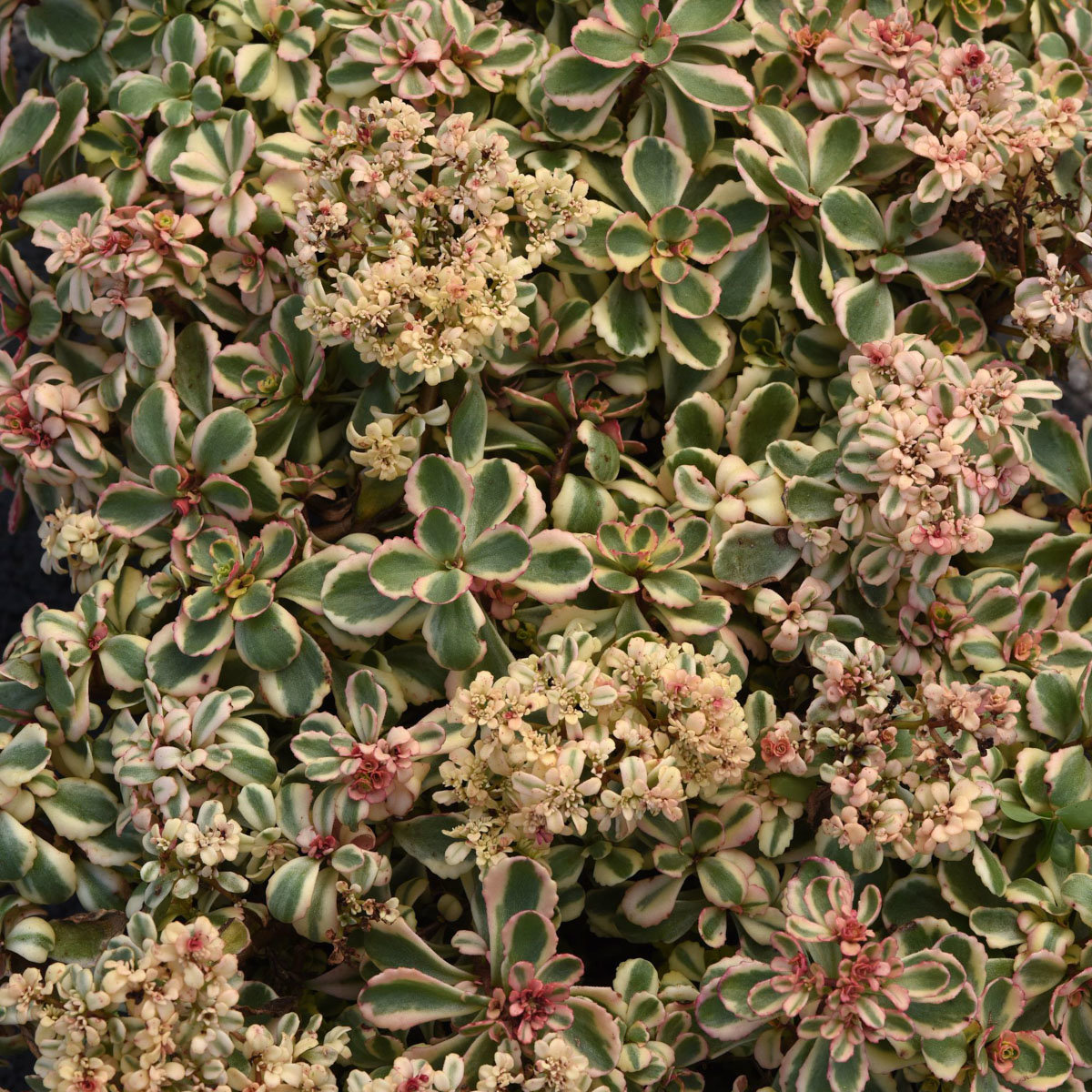Sedum Spurium What a Doozie Variegated Stonecrop | SiteOne