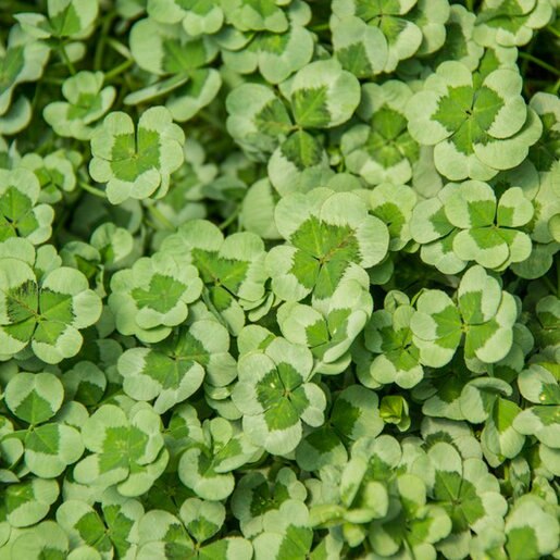 Trifolium Repens 4 Luck Green Glow Ornamental Clover | SiteOne