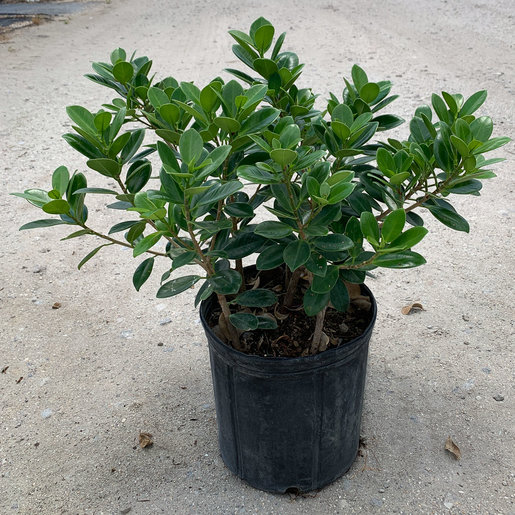 Ficus Microcarpa Green Island Indian Laurel Fig | SiteOne