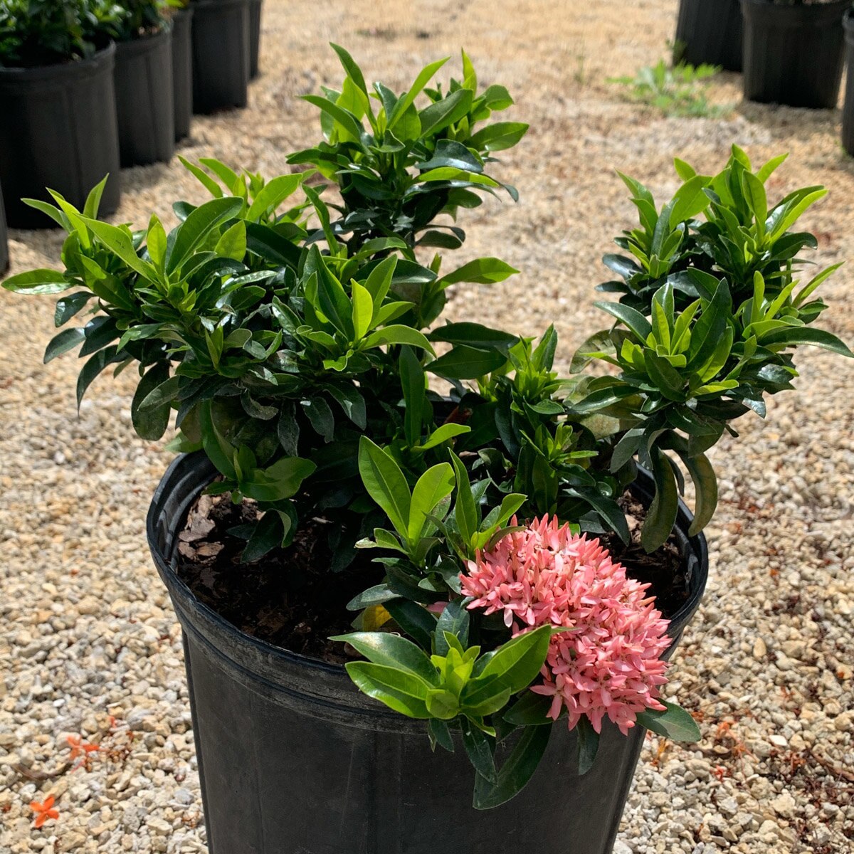 Ixora Coccinea Petite Pink Dwarf Jungle Geranium | SiteOne