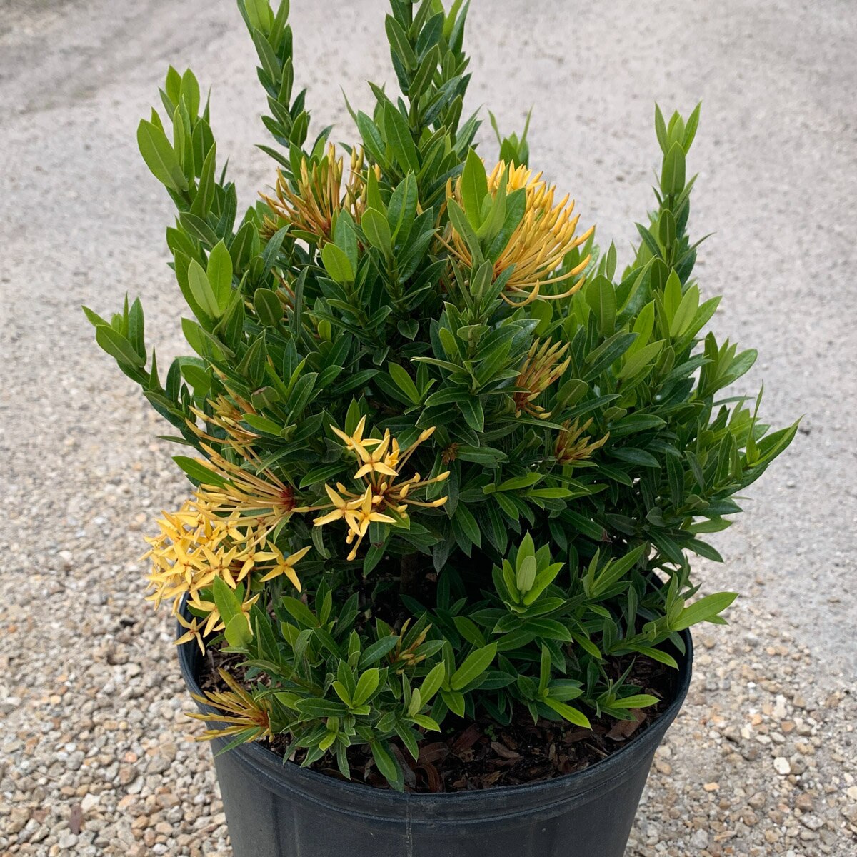 Ixora Coccinea Petite Yellow Dwarf Jungle Geranium | SiteOne