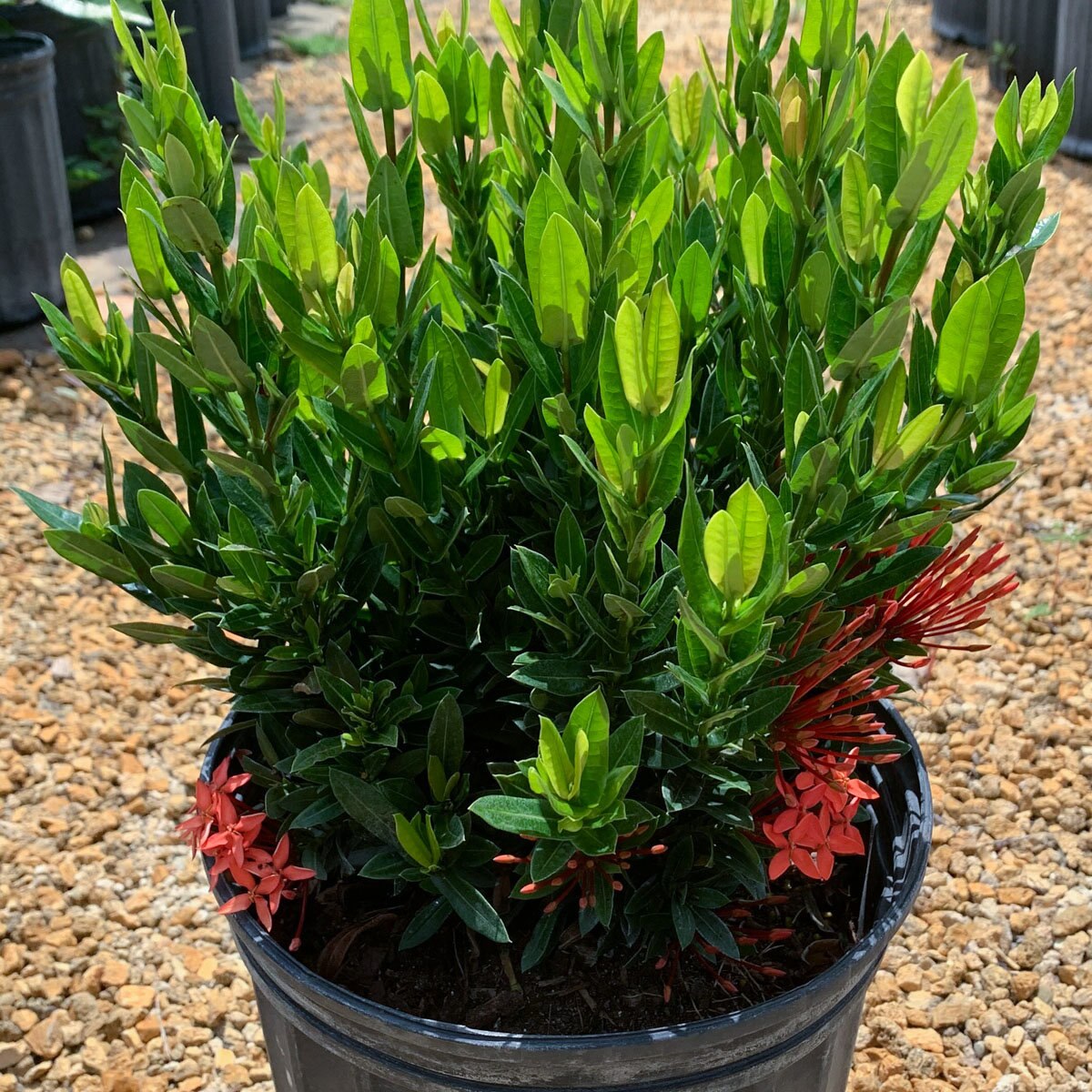 Ixora Coccinea Petite Red Dwarf Jungle Geranium | SiteOne