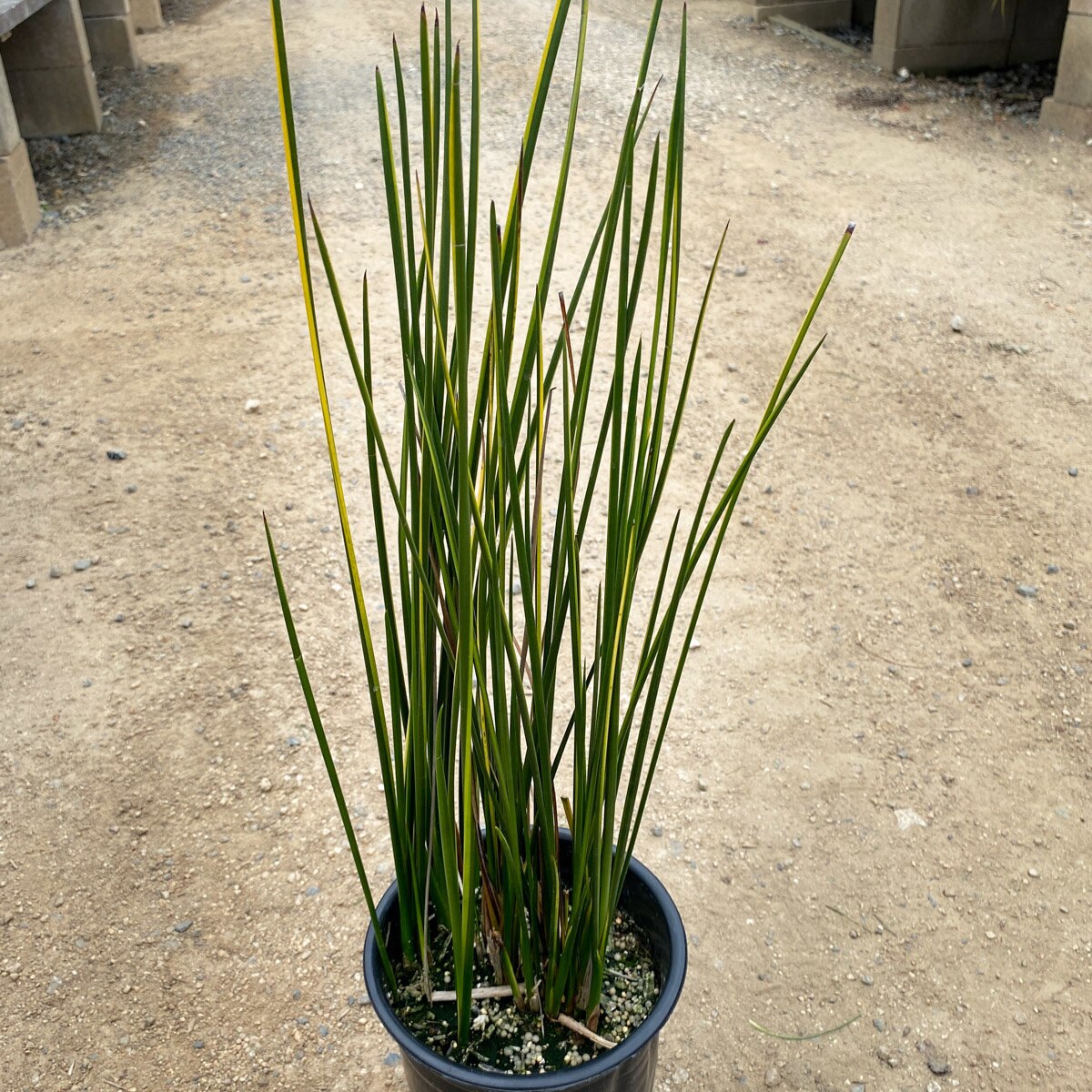 Baumea Rubiginosa Variegata Variegated Striped Rush | SiteOne