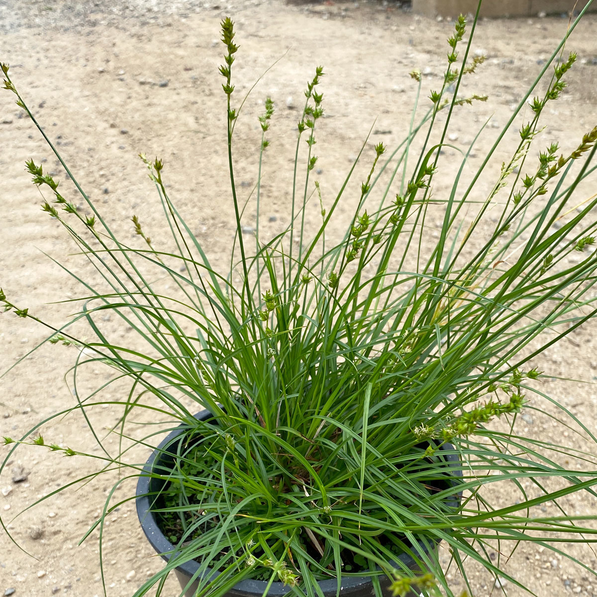 Carex Divulsa European Grey Sedge | SiteOne