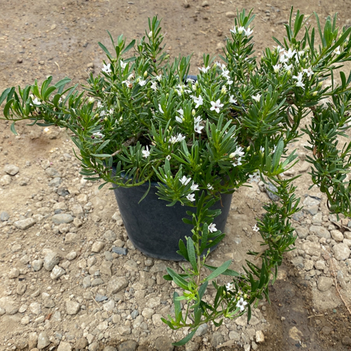 Myoporum Parvifolium White Creeping Boobialla | SiteOne
