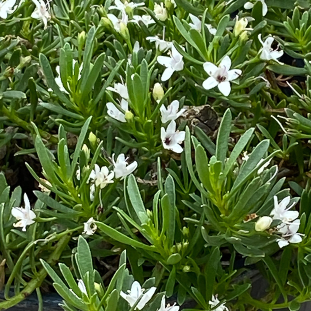 Myoporum Parvifolium White Creeping Boobialla | SiteOne