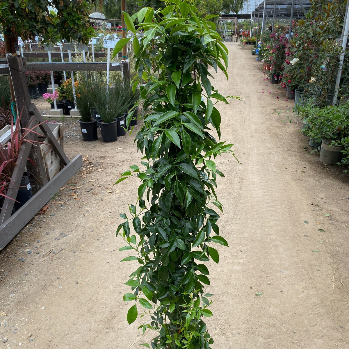 Pandorea Jasminoides Alba White Bower Vine | SiteOne