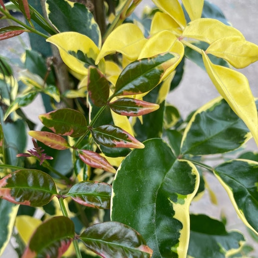 Pandorea Jasminoides Variegata Variegated Bower Vine | SiteOne