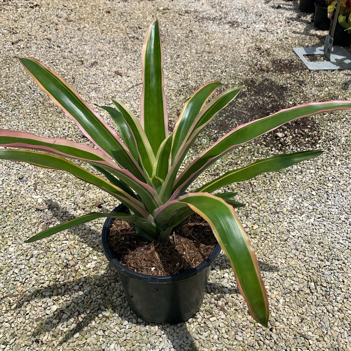 Aechmea Lueddmanniana Mend Bromeliad | SiteOne