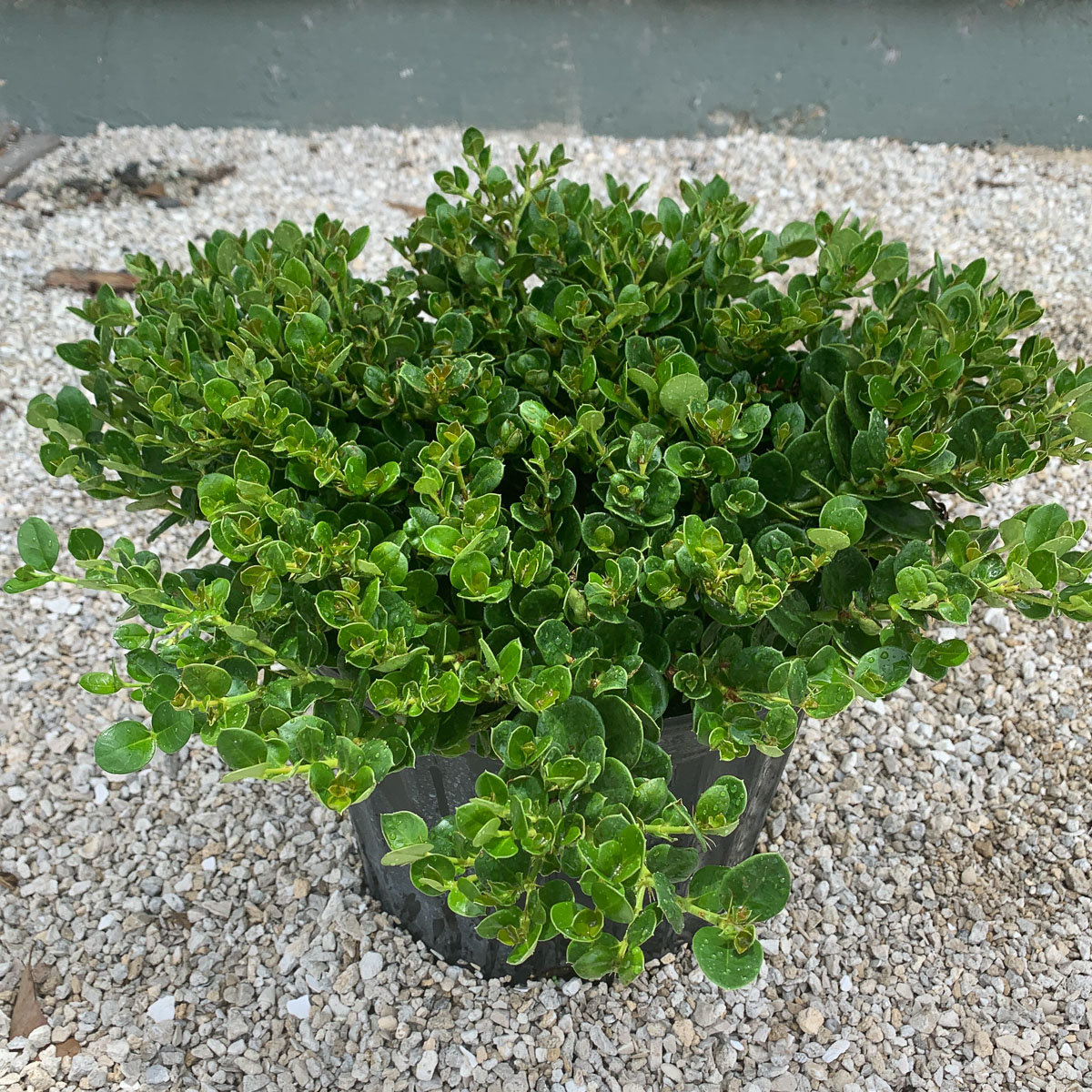 Carissa Macrocarpa Emerald Blanket Dwarf Natal Plum | SiteOne